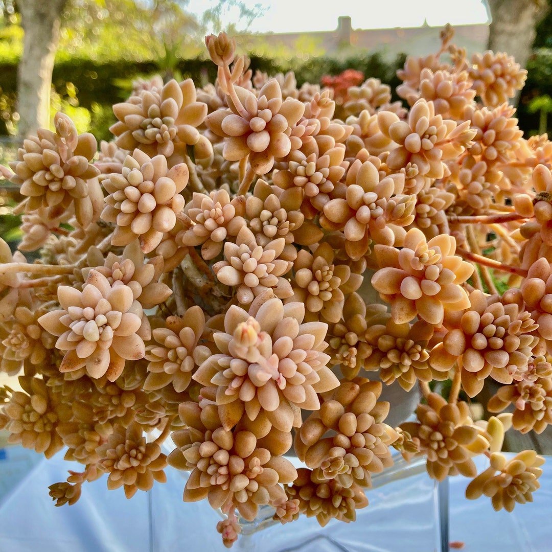 Graptoveria Mirinae 40 Leaves for Propagating. Spring Sale ...