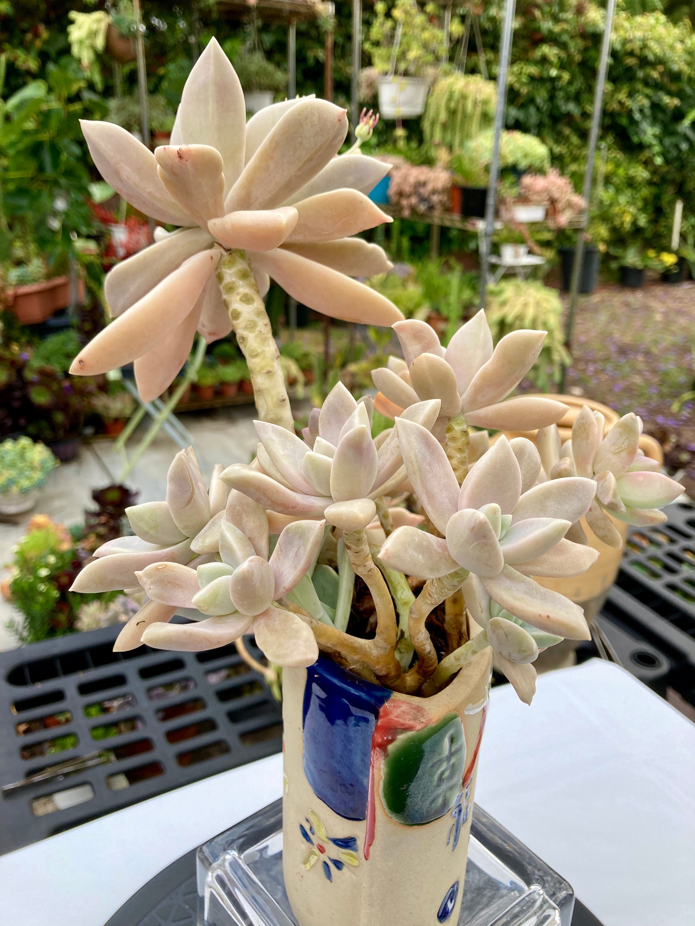 Gorgeous Mature Elongated Stems Graptopetalum Paraguayense - Etsy