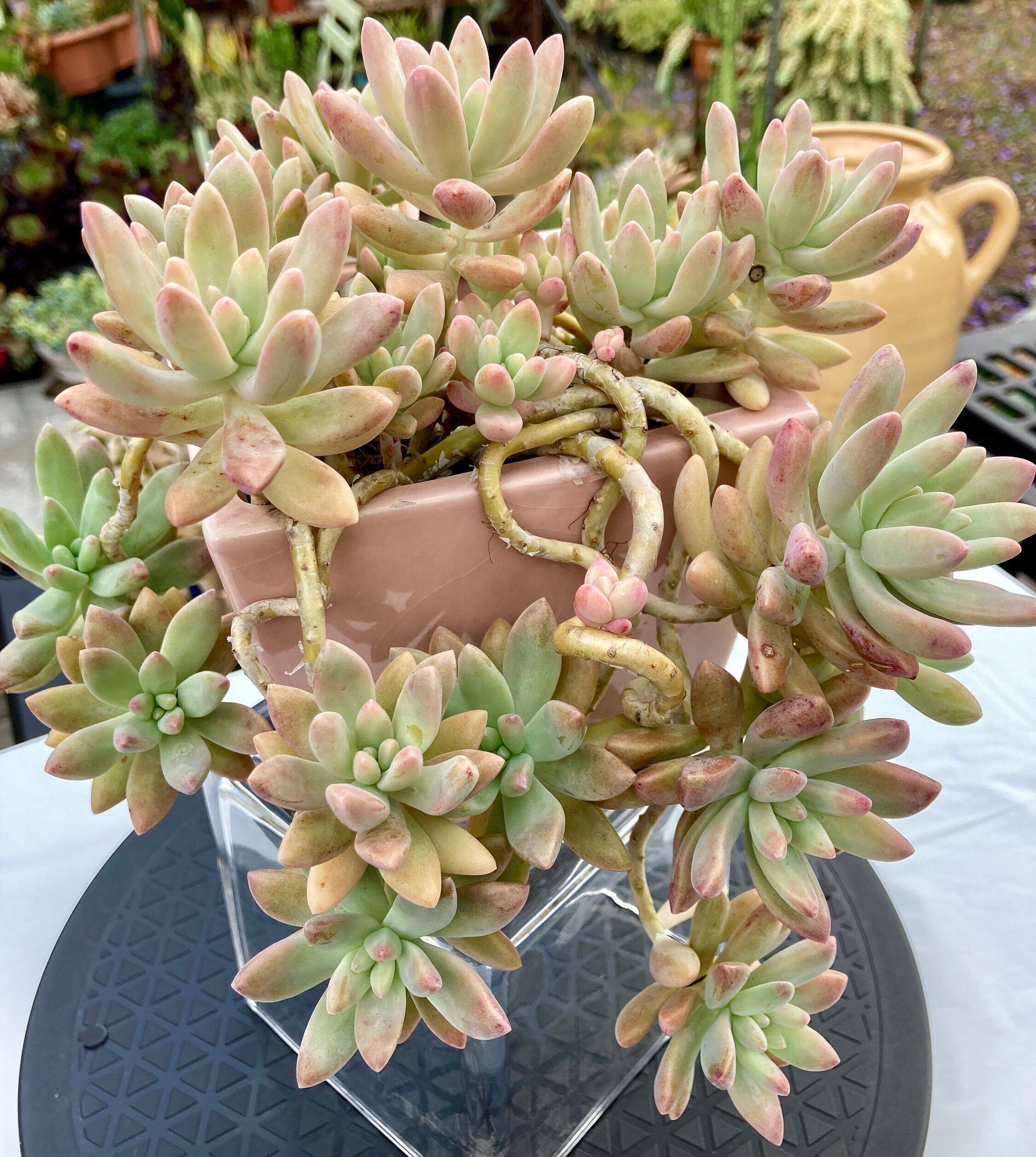 Gorgeous Mature Elongated Stems Graptosedum 'francesco Baldi' - Etsy