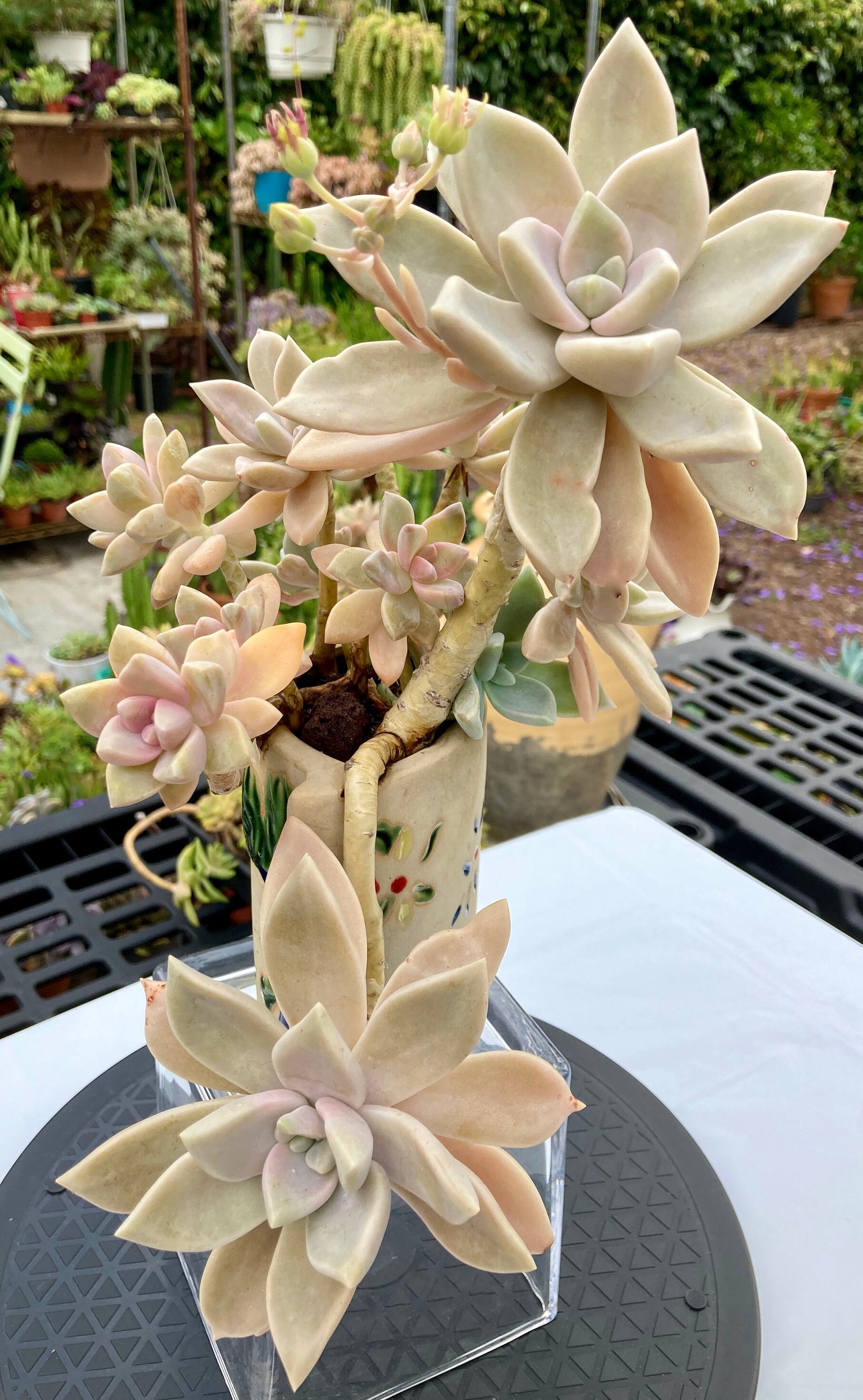 Gorgeous Mature Elongated Stems Graptopetalum Paraguayense - Etsy