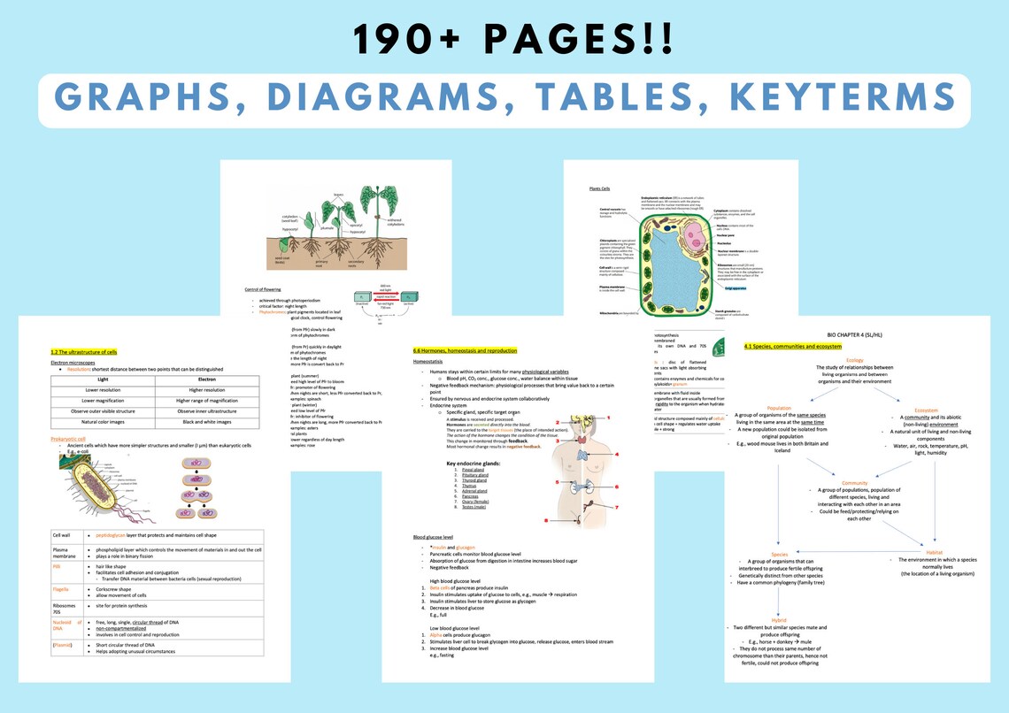 IB Biology SL/HL Study Notes - Etsy