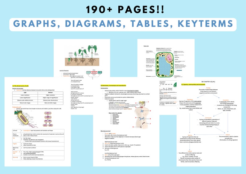 IB Biology SL/HL Study Notes - Etsy