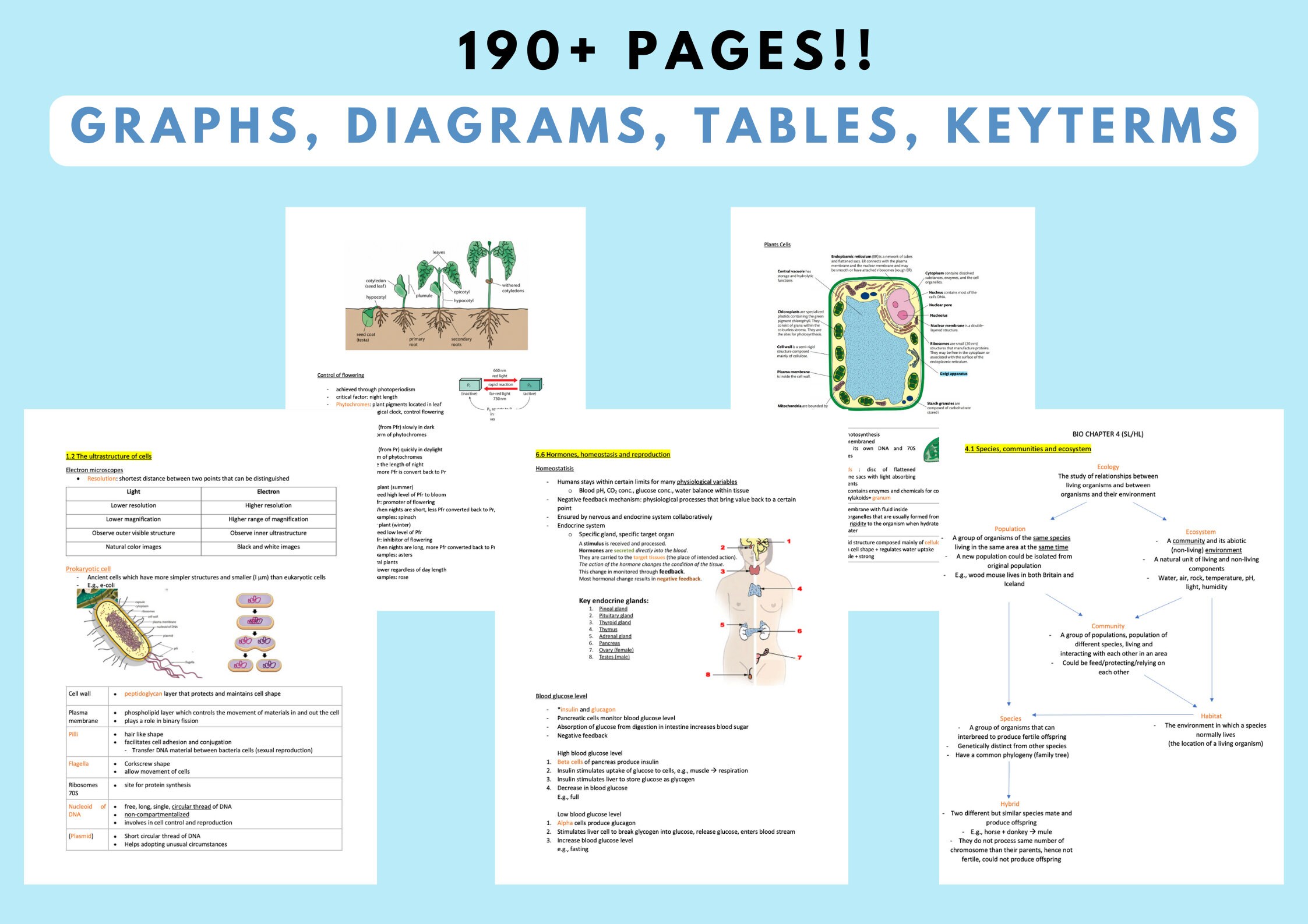 IB Biology SL/HL Study Notes - Etsy