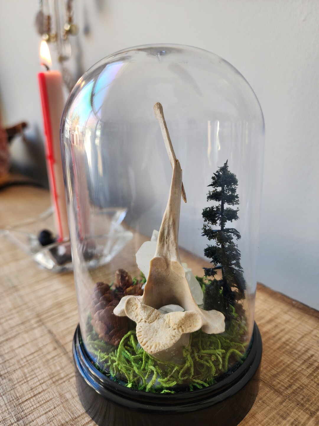 Beautiful Oddity | Deer Bone | Altar Decor | Wiccan Decor | Crystals - Etsy