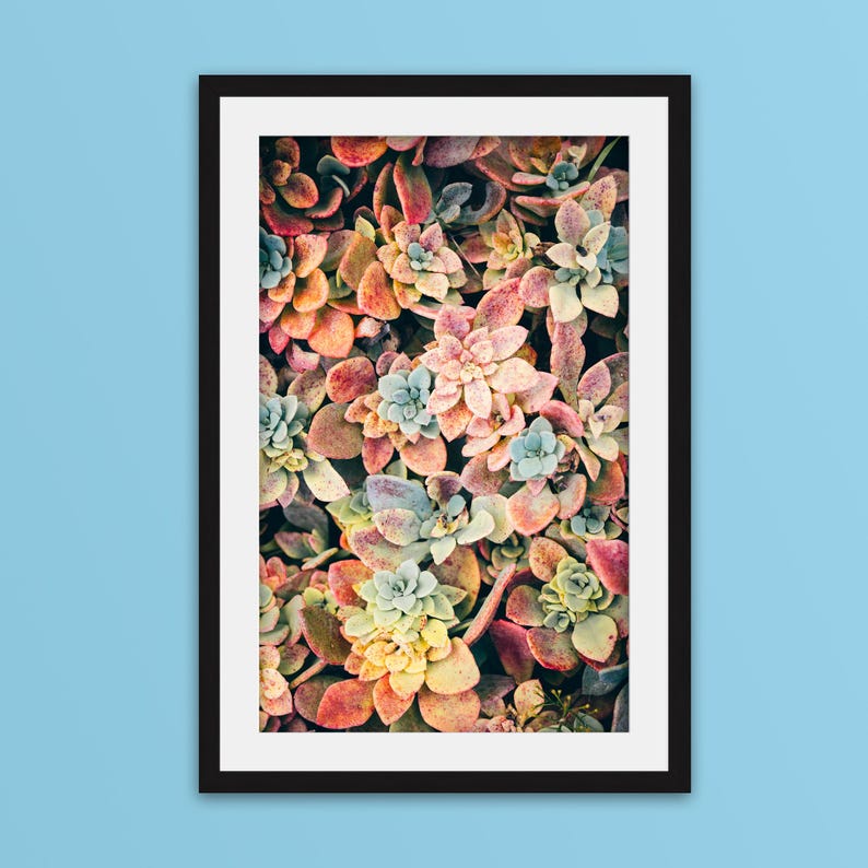 Colorful Succulent Digital Download Photograph for Diy Printing Home ...