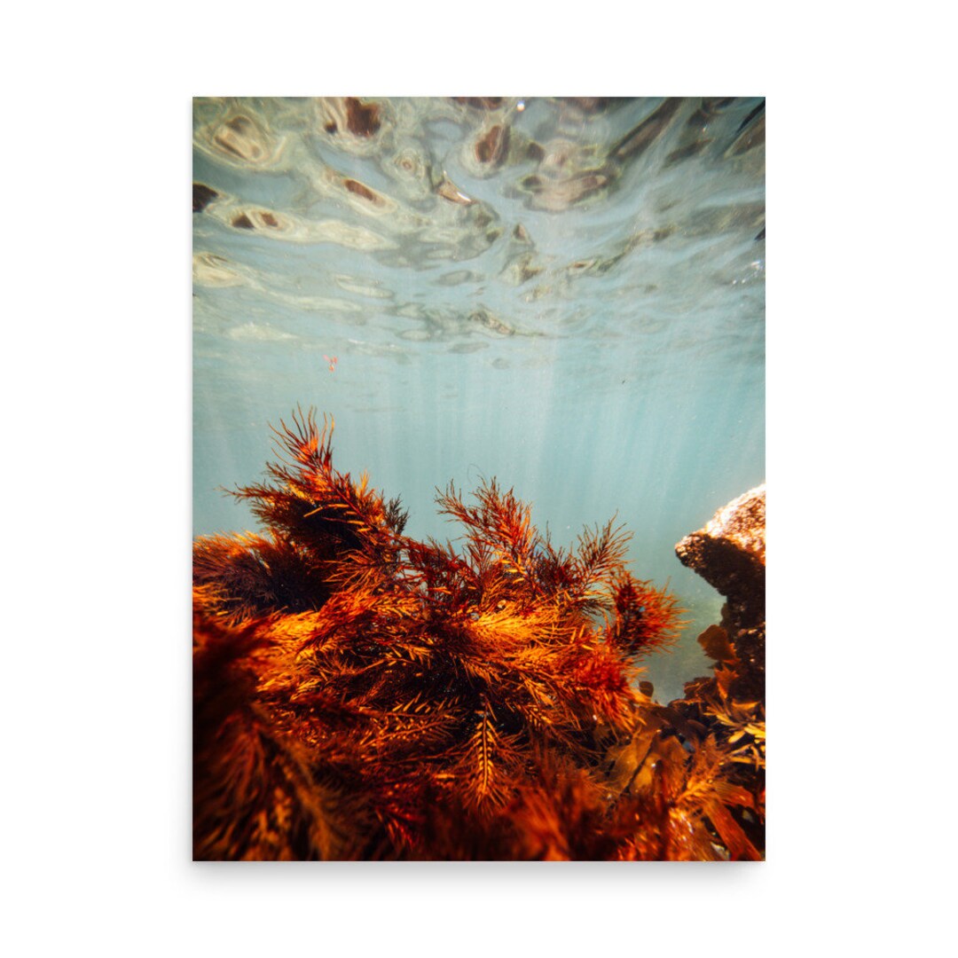 Underwater Landscape Catalina Island Luster Photo Paper Poster. - Etsy