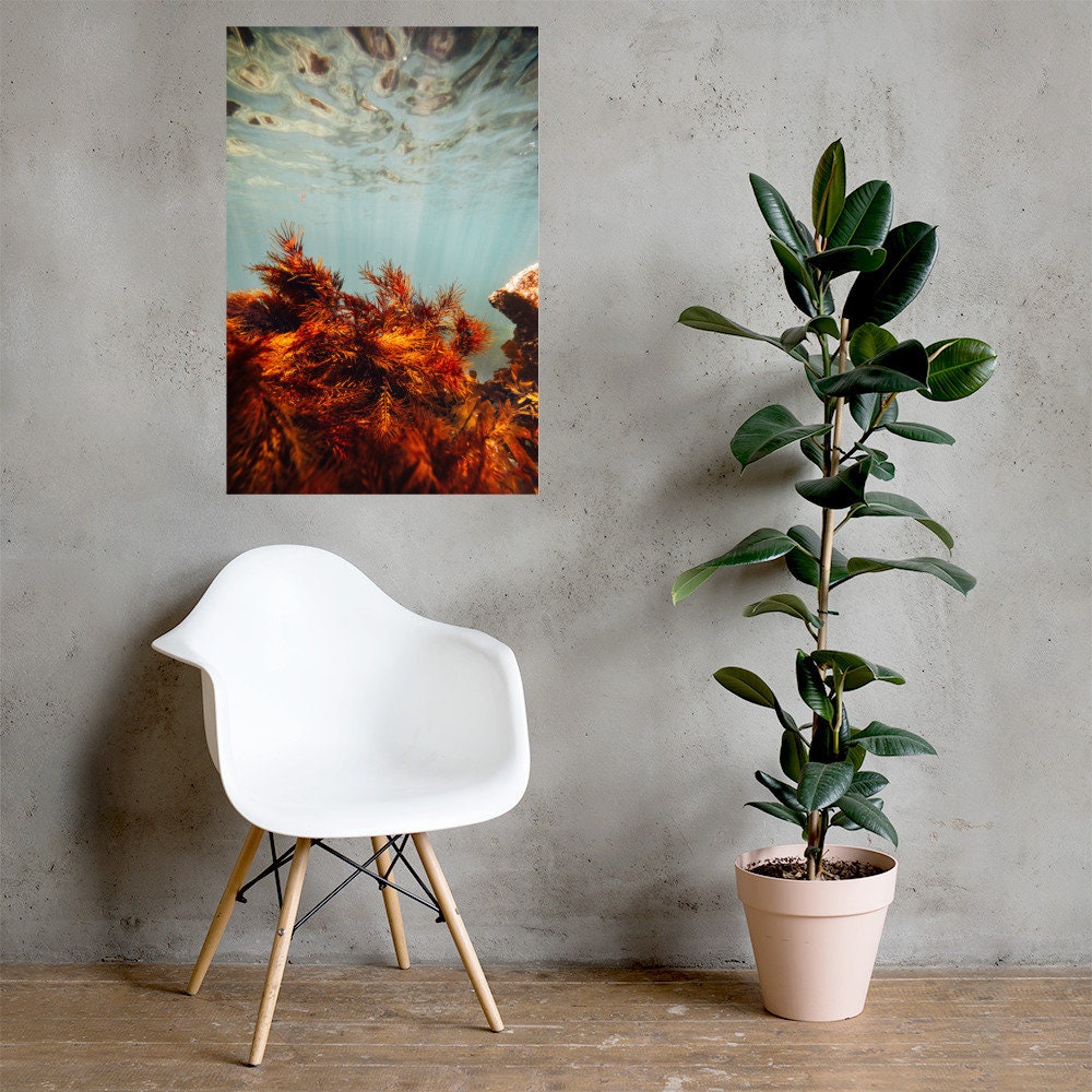 Underwater Landscape Catalina Island Luster Photo Paper Poster. - Etsy