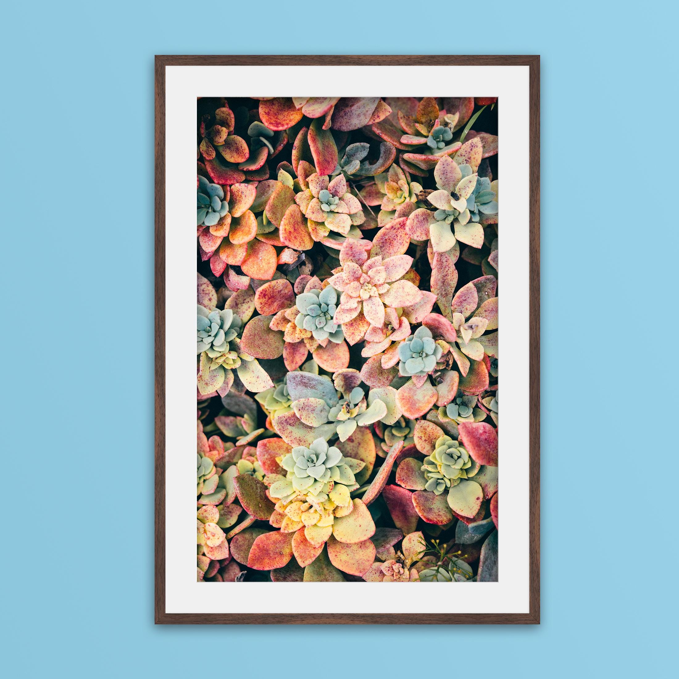 Colorful Succulent Digital Download Photograph for Diy Printing Home ...