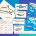 Shark Math With Measurement Graphing Addition and Subtraction - Etsy