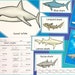 Shark Math With Measurement Graphing Addition and Subtraction - Etsy
