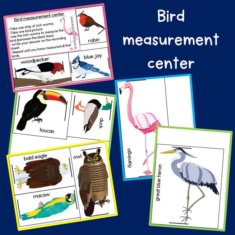 Birds Standard and Non Standard Measurement Activity & Sorting by Size ...