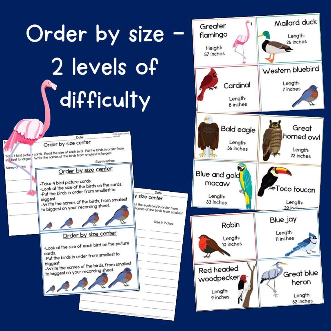 Birds Standard and Non Standard Measurement Activity & Sorting by Size ...