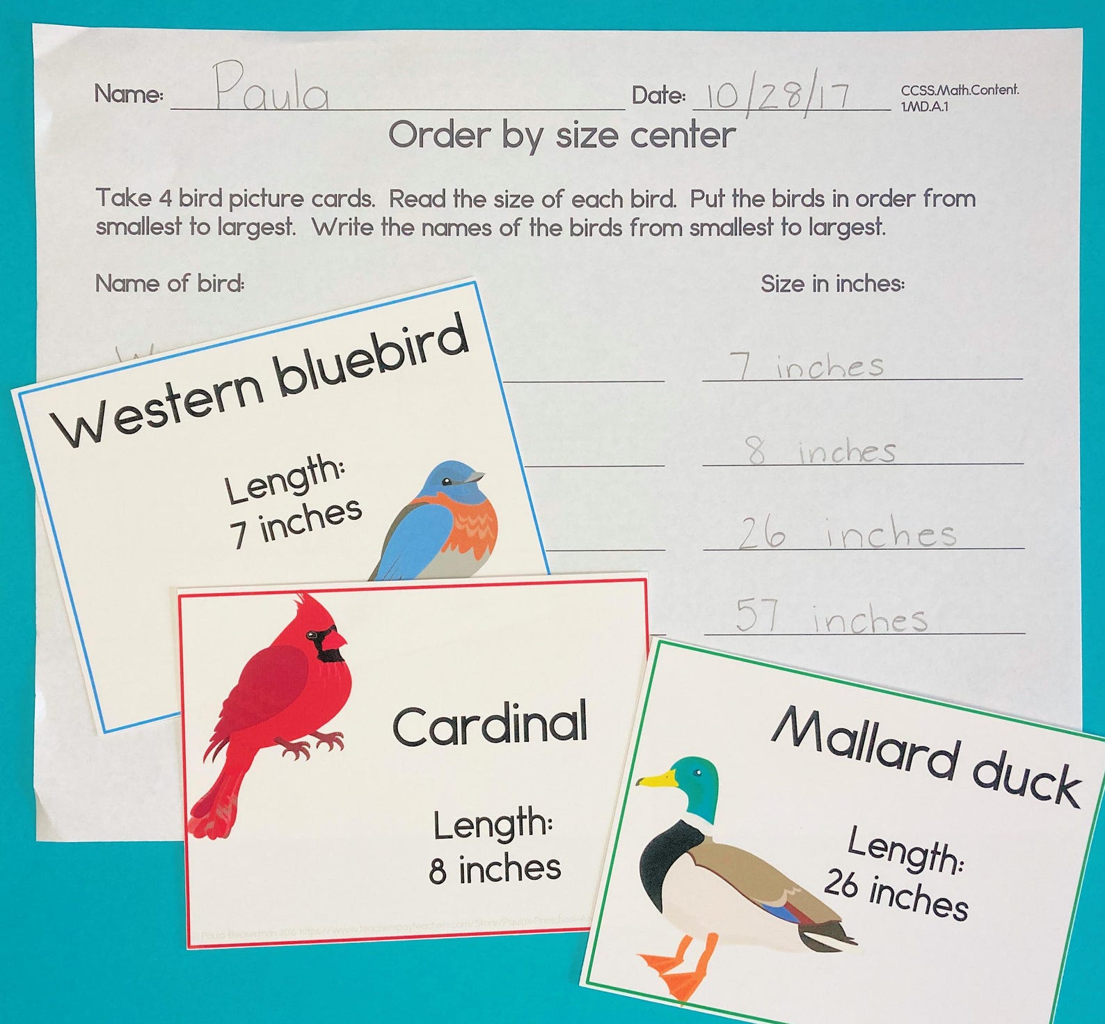Birds Standard and Non Standard Measurement Activity & Sorting by Size ...