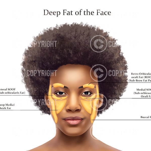 Face Fat Pad Poster - Etsy