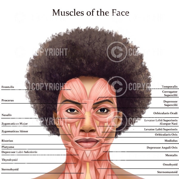 Botox Face Mapping - Etsy