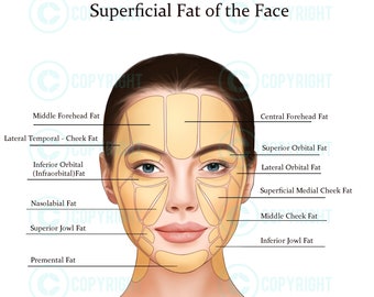 Deep Fat Pads the Face Botox & Filler Injector Anatomy Art Esthetician ...