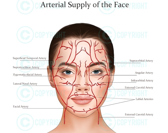 Blood Vessels the Face | Botox & Filler Injector | Facial Arteries ...