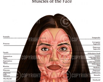 Ageing of the Face and Neck Botox & Filler Injector Anatomy Esthetician ...