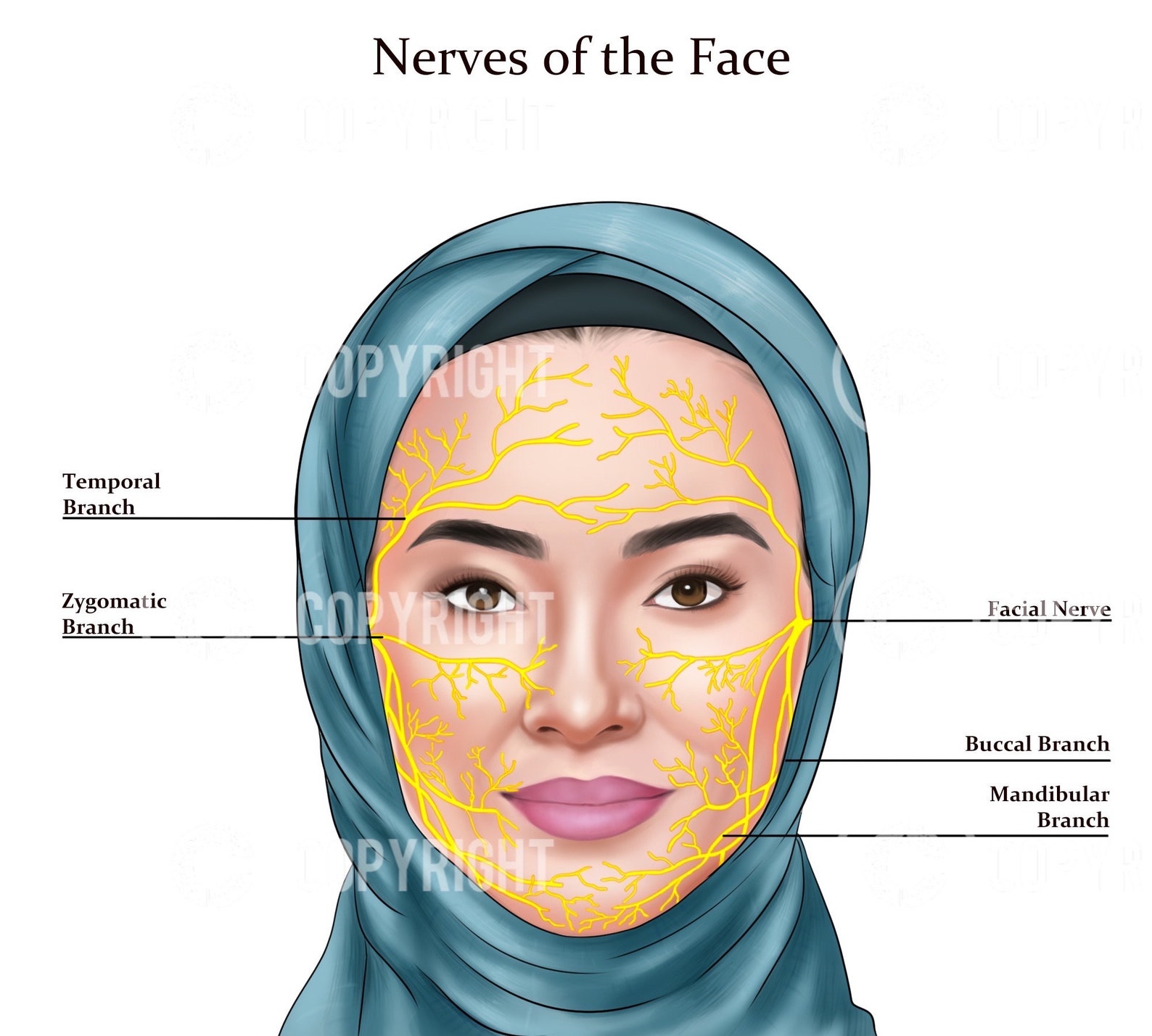 Nerves of the Face Botox & Filler Injector Aesthetic Practice Anatomy ...