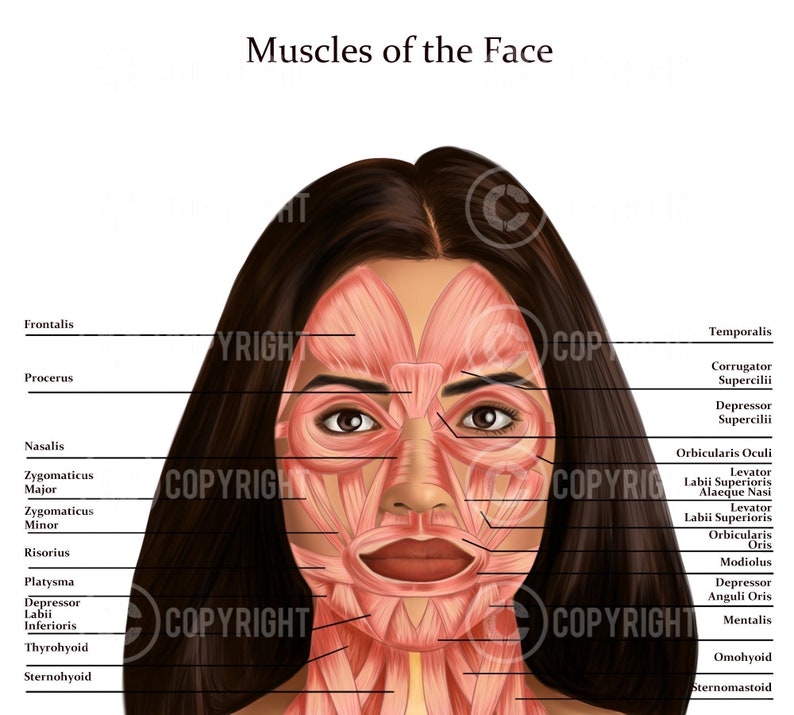 Muscles of the Face and Neck | Botox & Filler Injector | Anatomy ...