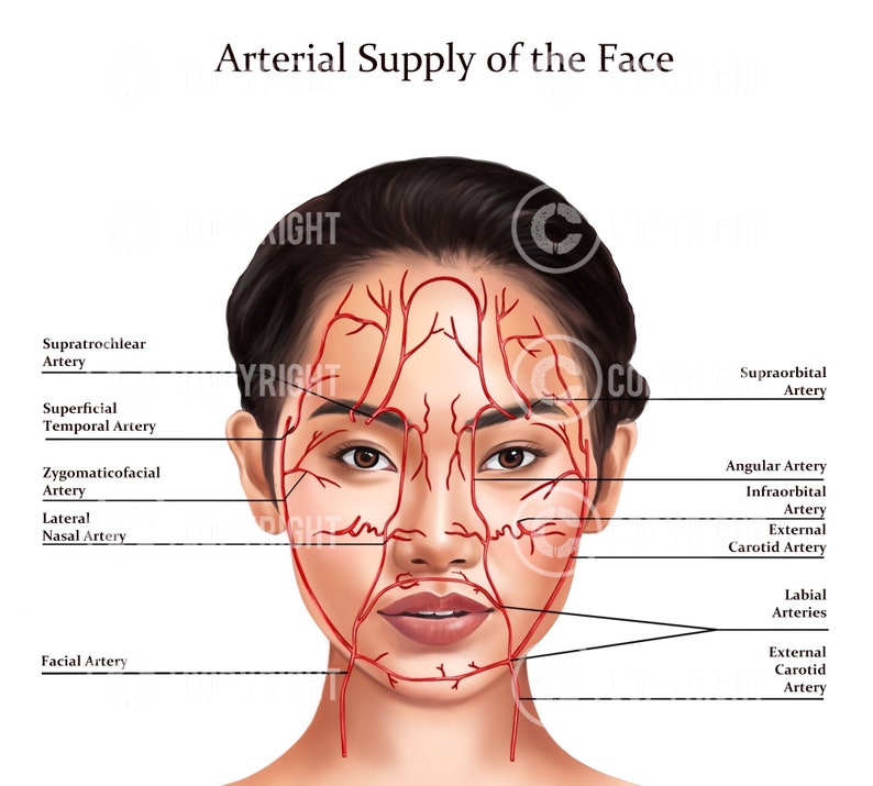 Arterial Supply Face Botox And Filler Injector Facial Arteries