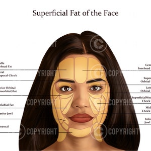 Facial Anatomy Bundle | Botox & Filler Injector | Anatomy | Esthetician ...