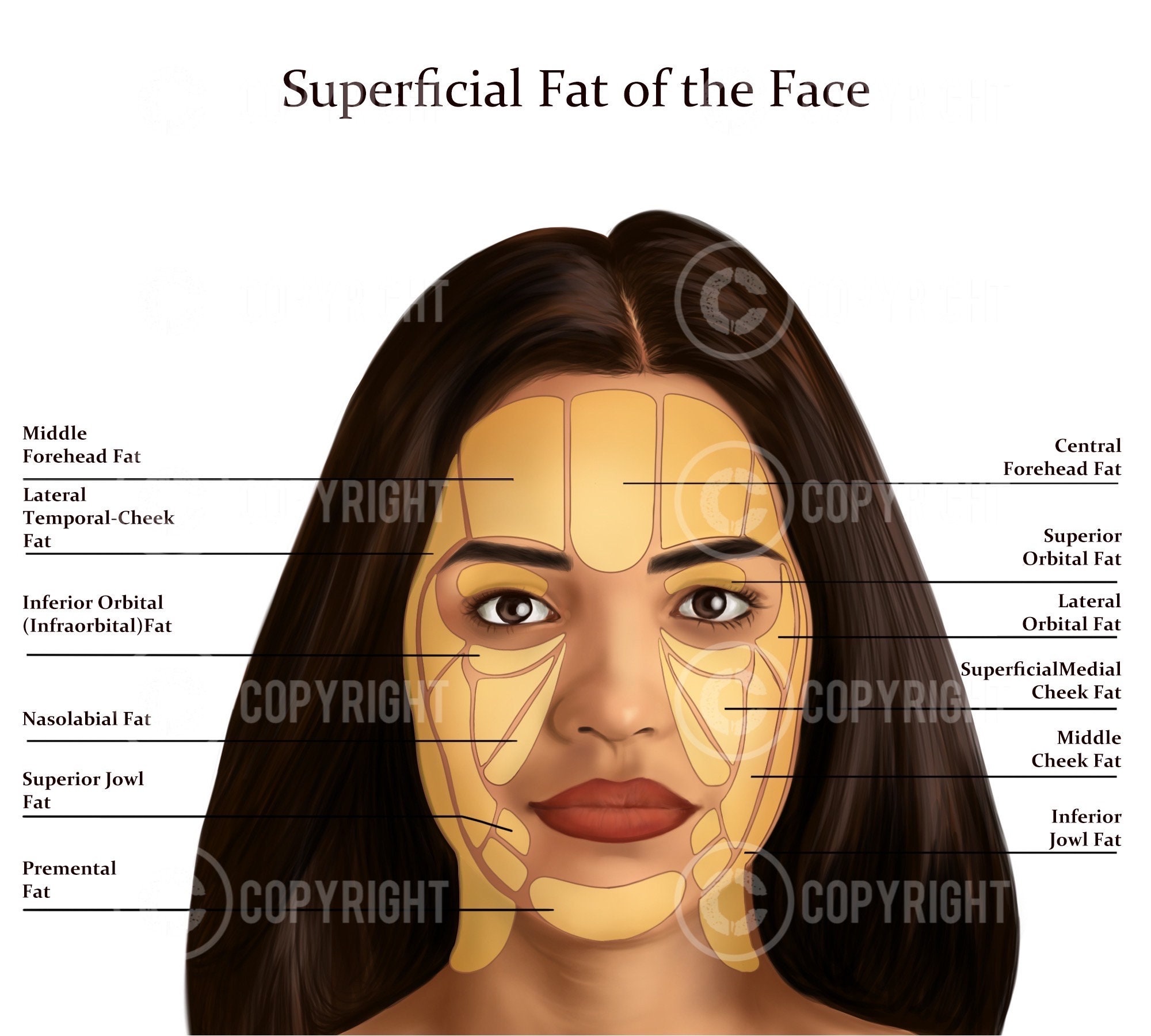 Facial Anatomy Bundle | Botox & Filler Injector | Anatomy | Esthetician ...