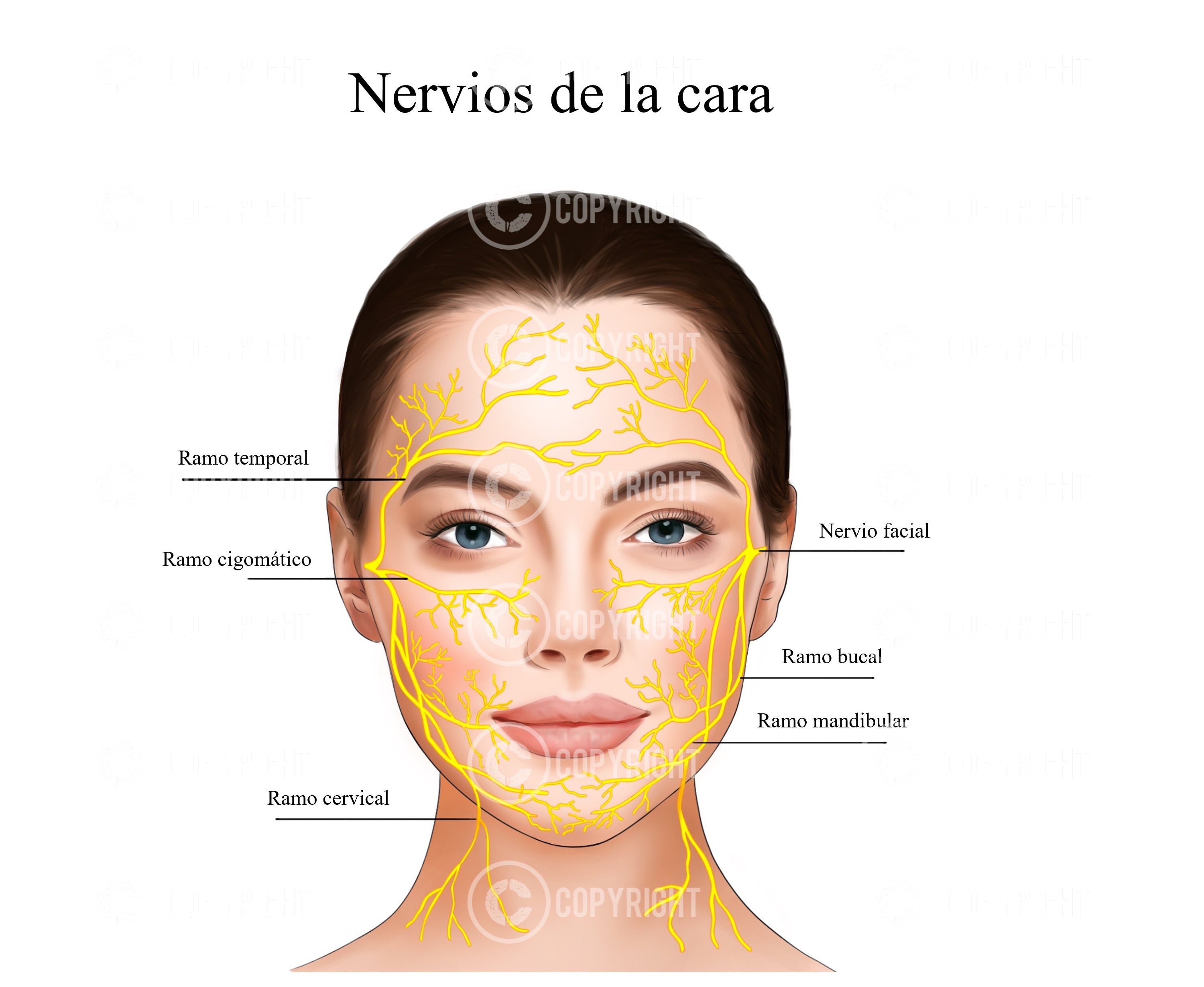 Anatomía Facial | Nervios De La Cara | Práctica Estética | Anatomía ... Anatomía Facial | Nervios De La Cara | Práctica Estética | Anatomía ...
