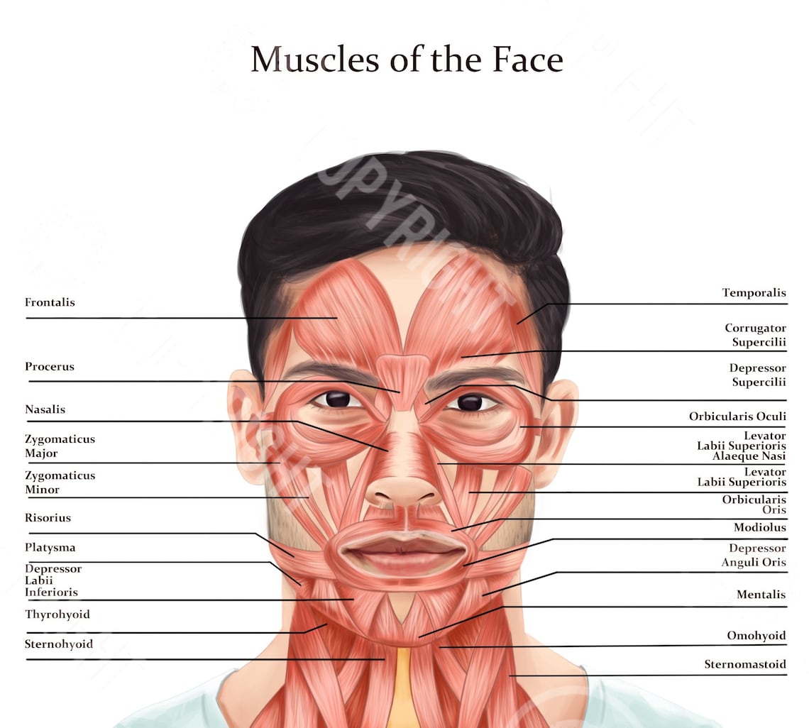 Male Muscles of the Face and Neck | Botox & Filler Injector | Anatomy ...