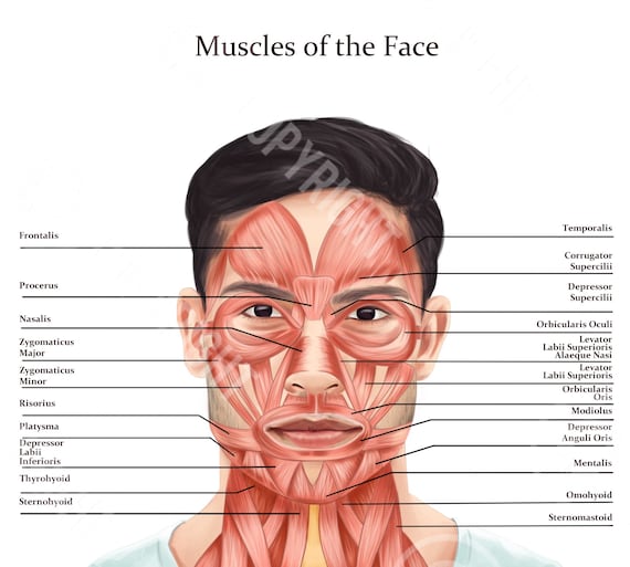 Human Face Anatomy Diagram Labeled