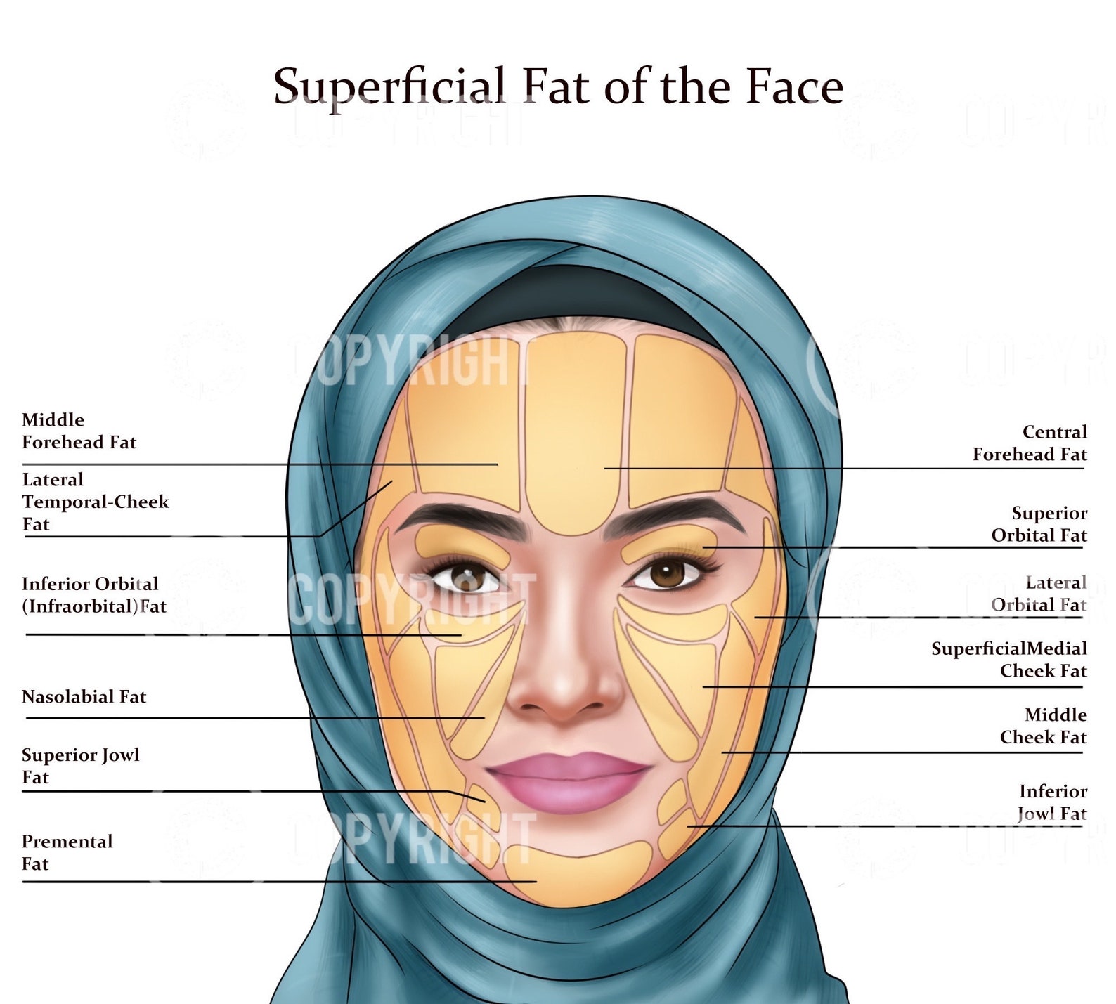 Superficial Fat Pads of the Face | Botox & Filler Injector | Anatomy ...