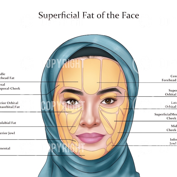 Face Fat Pad Poster - Etsy