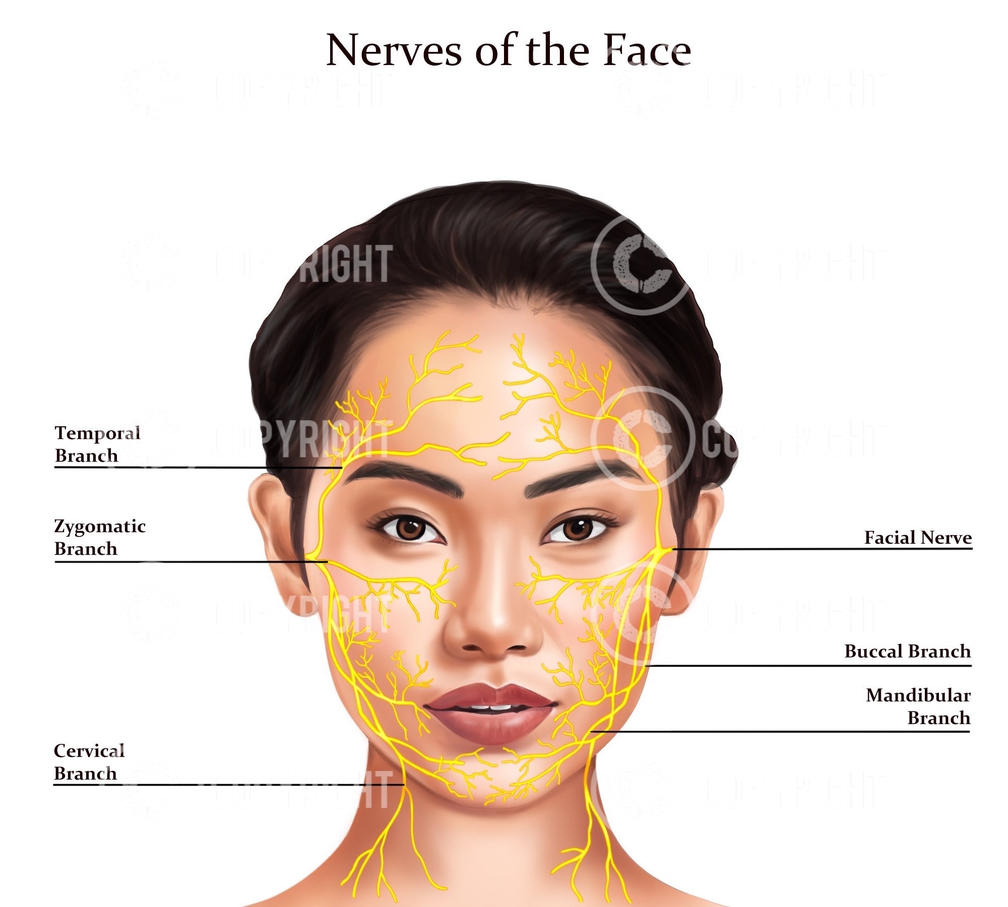 Facial Anatomy Bundle | Botox & Filler Injector | Anatomy | Esthetician ...