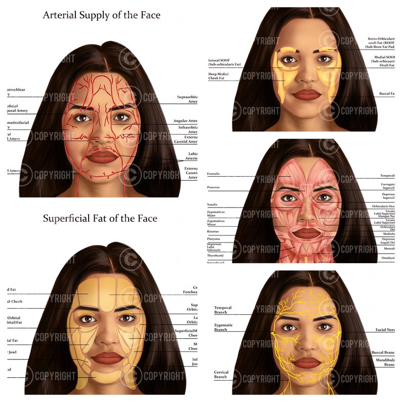 Facial Anatomy Bundle | Botox & Filler Injector | Anatomy | Esthetician ...