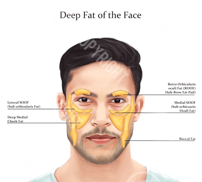 Male Facial Anatomy Bundle | Botox & Filler Injector | Anatomy ...