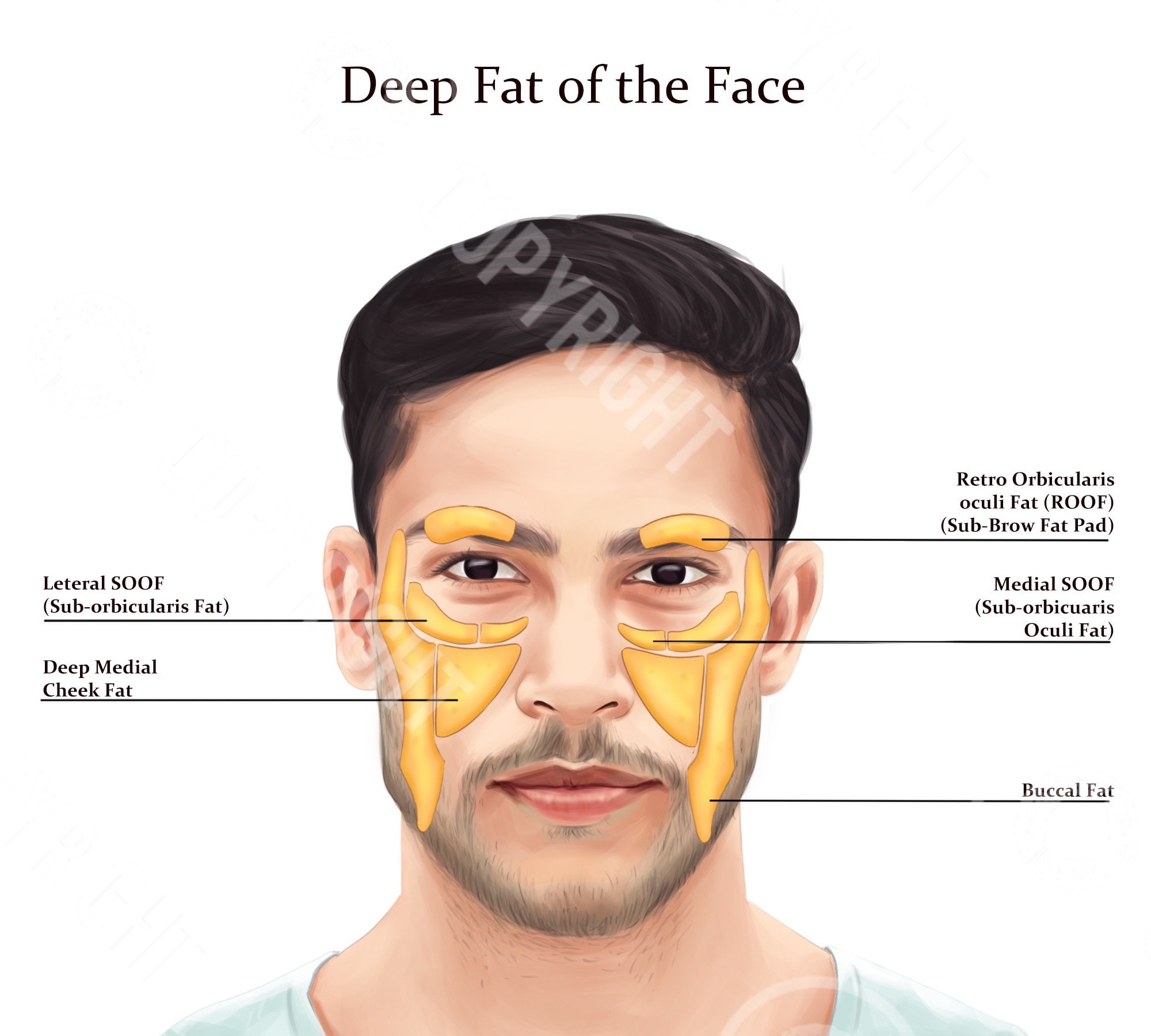 Male Facial Anatomy Bundle | Botox & Filler Injector | Anatomy ...