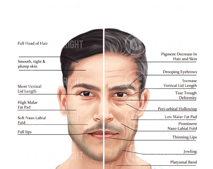 Blood Vessels the Face Botox & Filler Injector Facial Arteries Anatomy ...