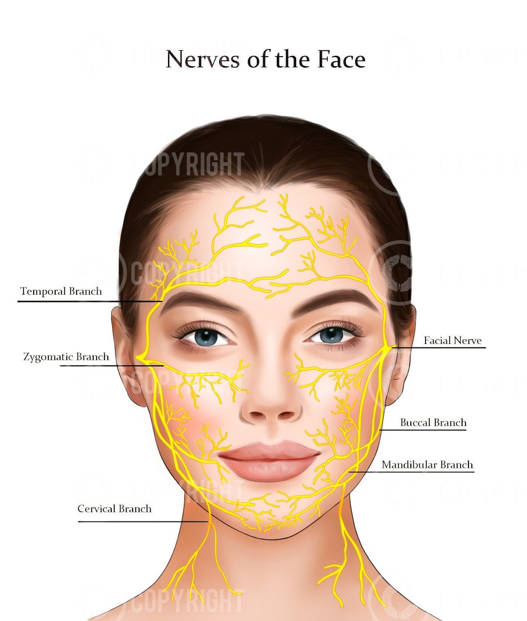 Nerves of the Face | Botox & Filler Injector | Aesthetic Practice ...