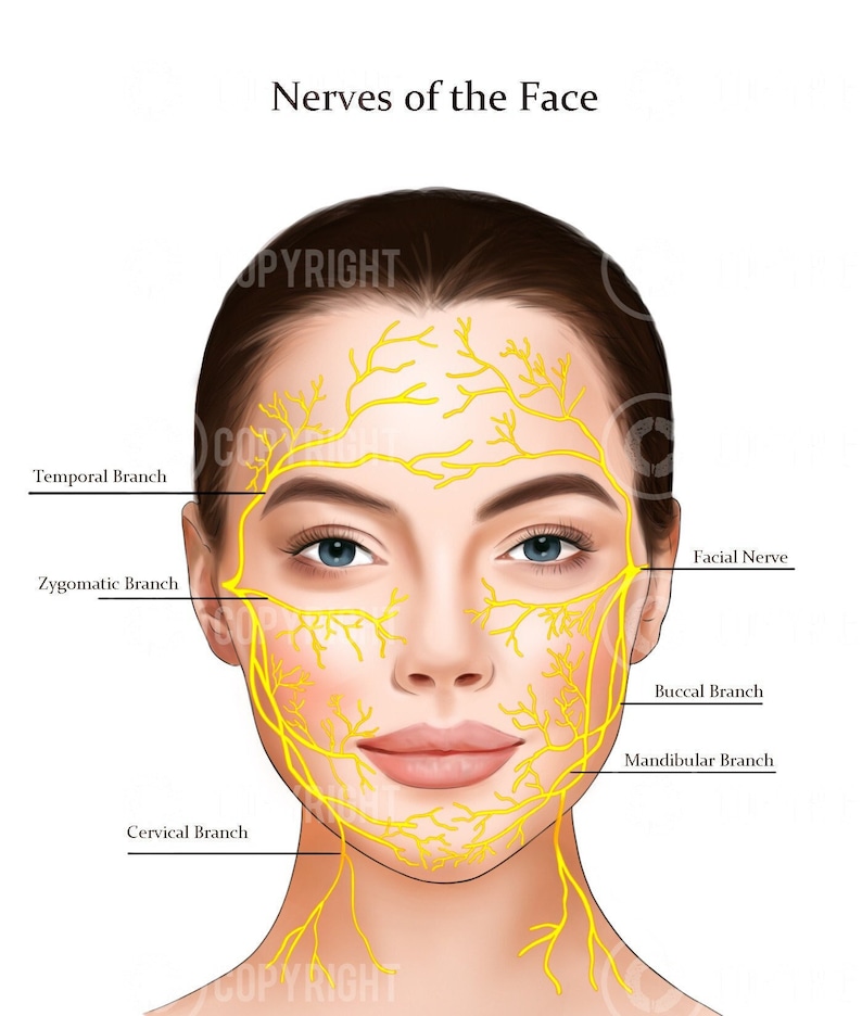 Nerves of the Face | Botox & Filler Injector | Aesthetic Practice ...