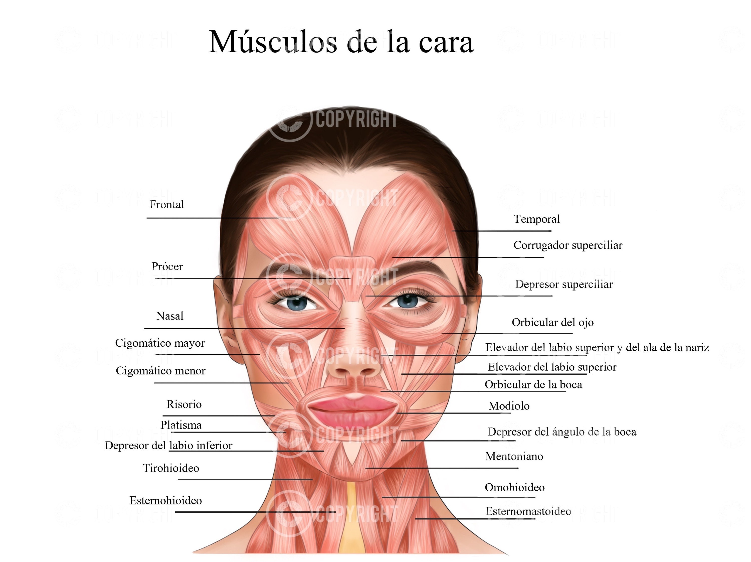 Paquete De Anatomía Facial | Paquete De Anatomia Facial | Anatomía ...