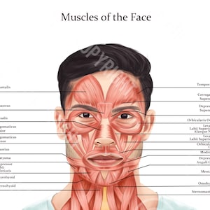 Male Facial Anatomy Bundle | Botox & Filler Injector | Anatomy ...