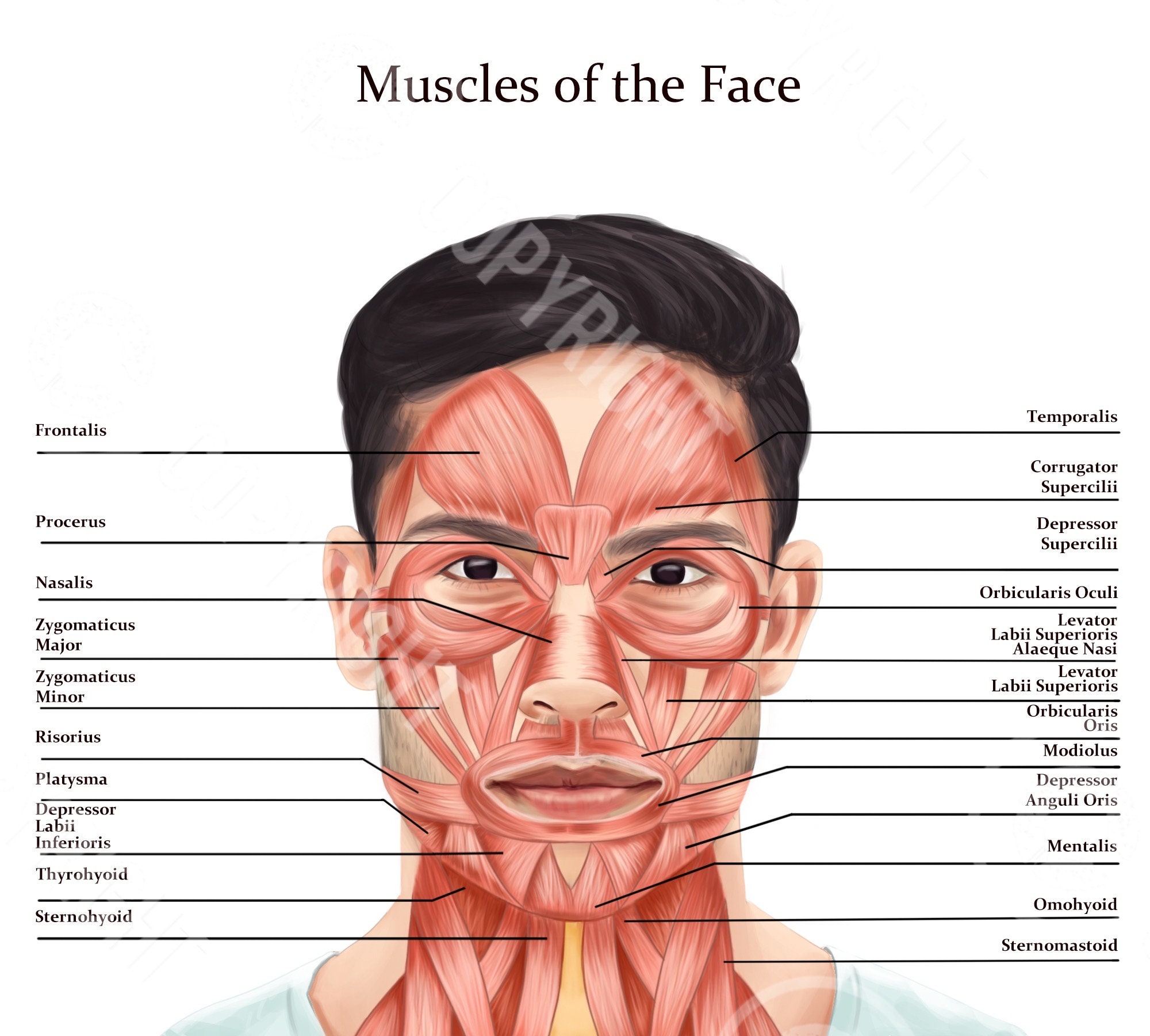 Male Facial Anatomy Bundle | Botox & Filler Injector | Anatomy ...