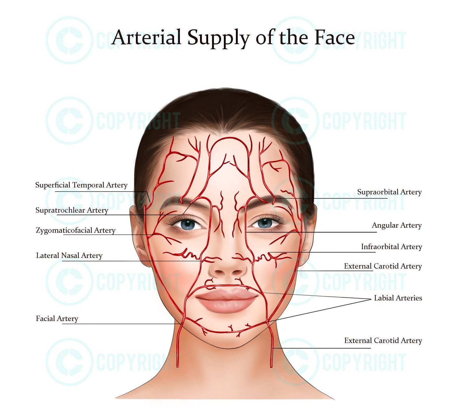 Blood Vessels the Face | Botox & Filler Injector | Facial Arteries ...