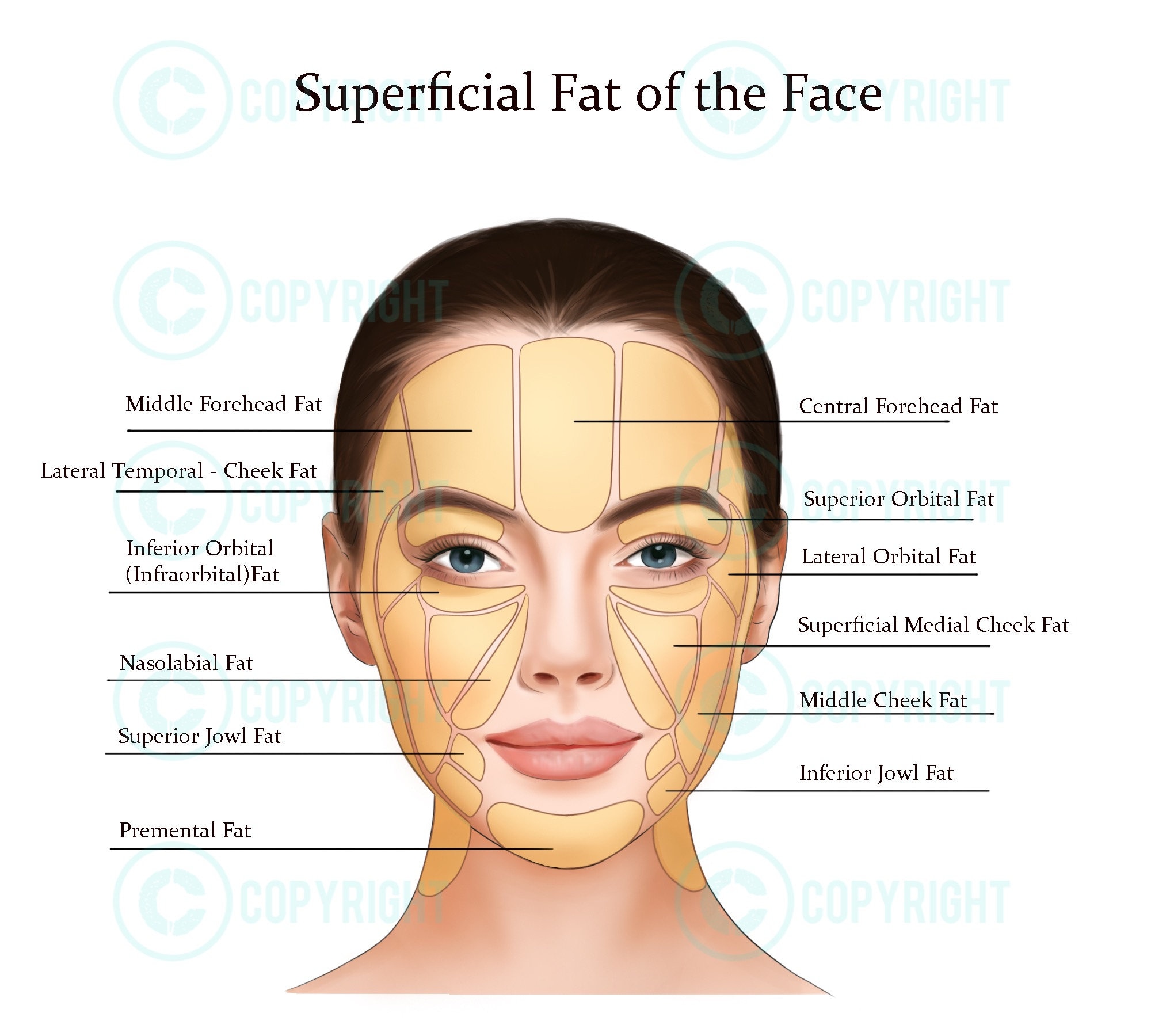Facial Anatomy Bundle | Botox & Filler Injector | Anatomy | Esthetician ...