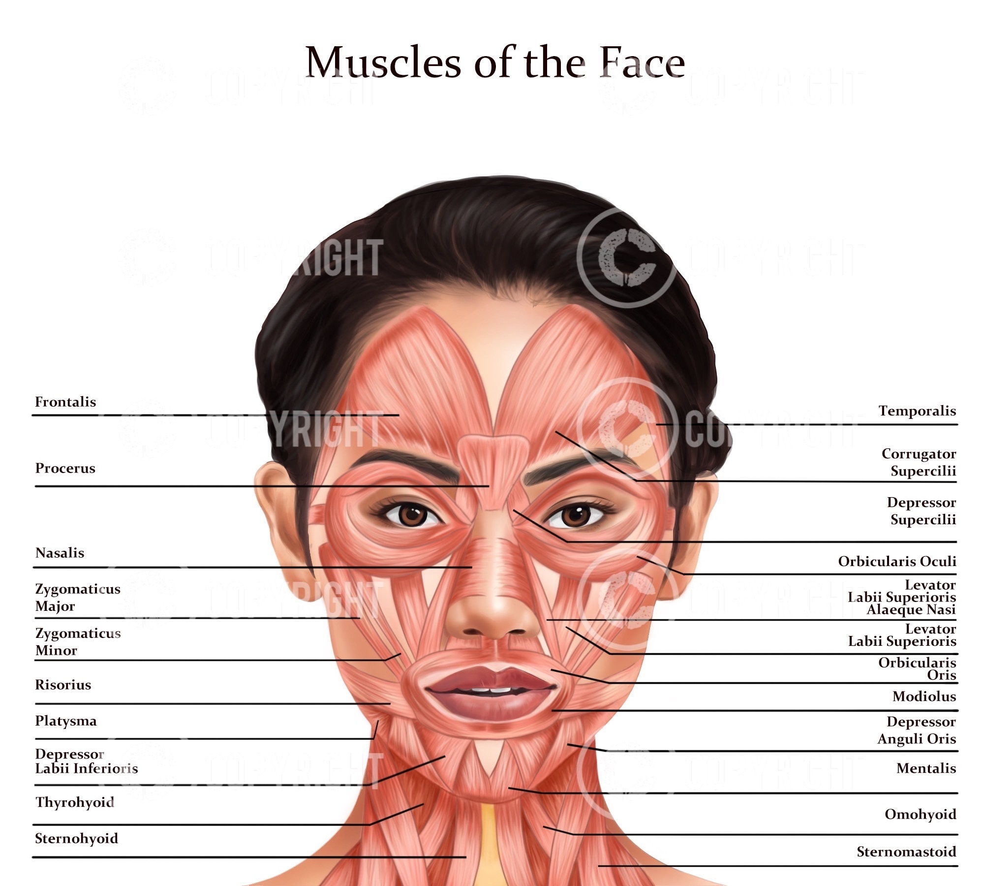 Facial Anatomy Bundle | Botox & Filler Injector | Anatomy | Esthetician ...