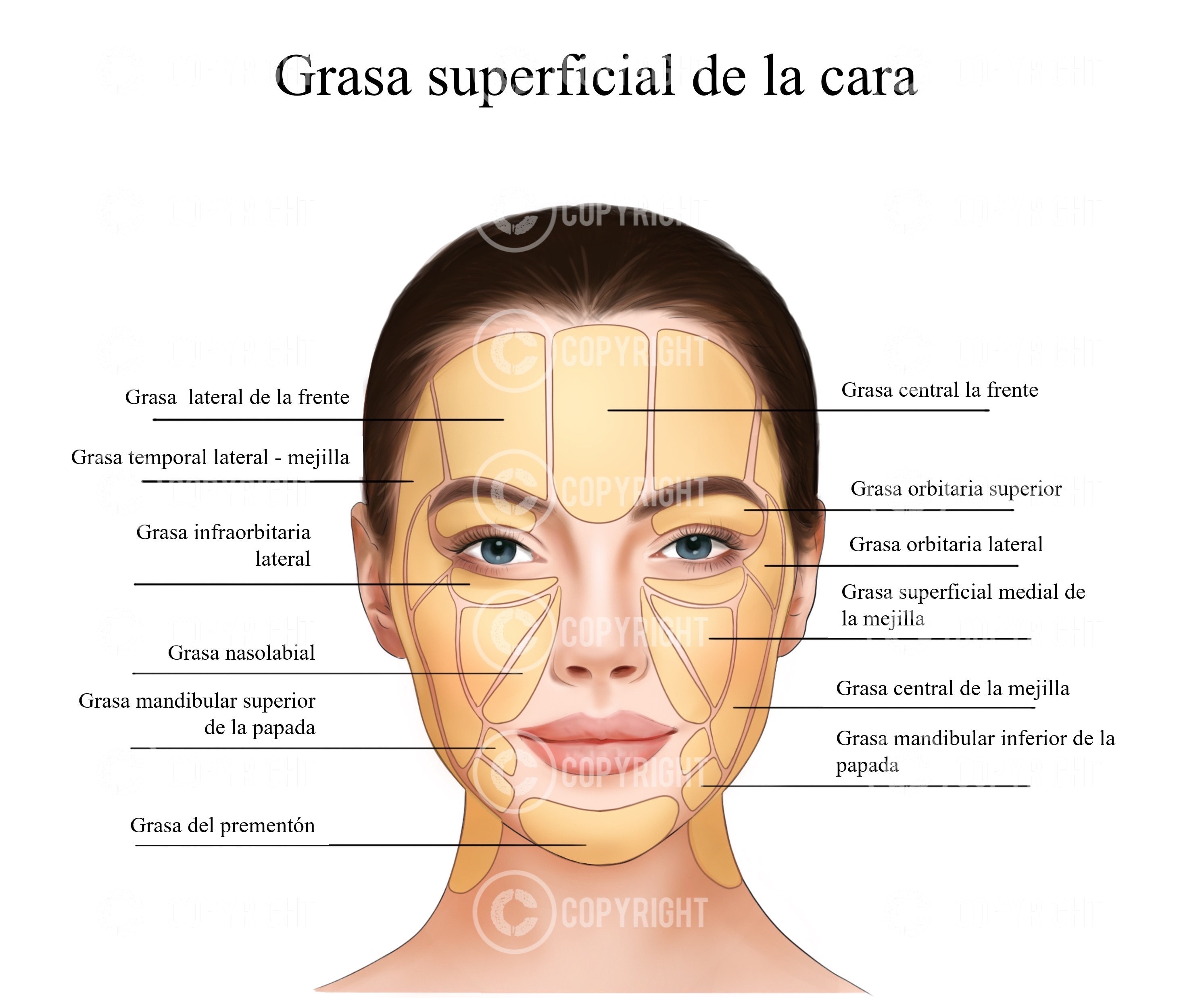 Pacote de anatomia facial Pacote de anatomia facial Anatomia ...
