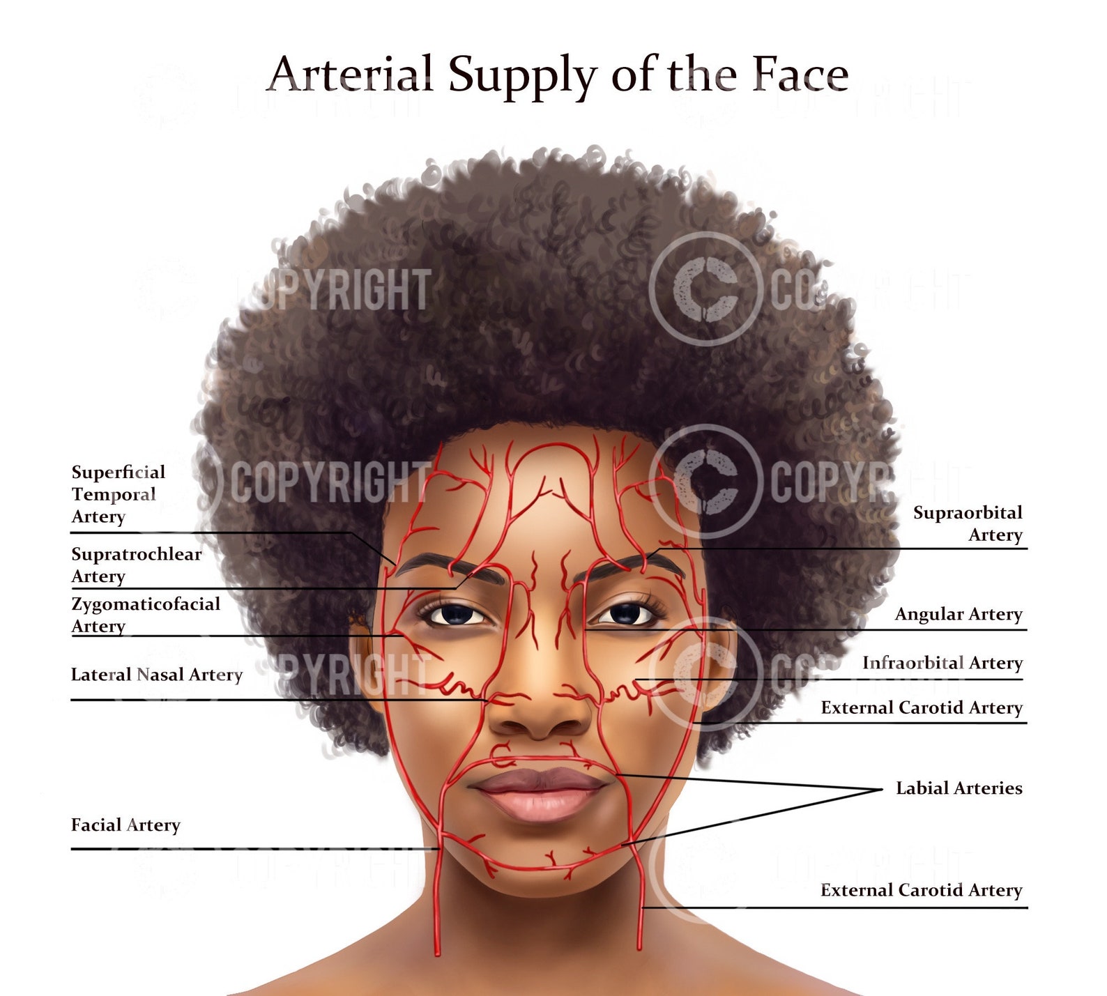 Facial Anatomy Bundle | Botox & Filler Injector | Anatomy | Esthetician ...