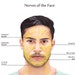 Male Facial Anatomy Bundle | Botox & Filler Injector | Anatomy ...