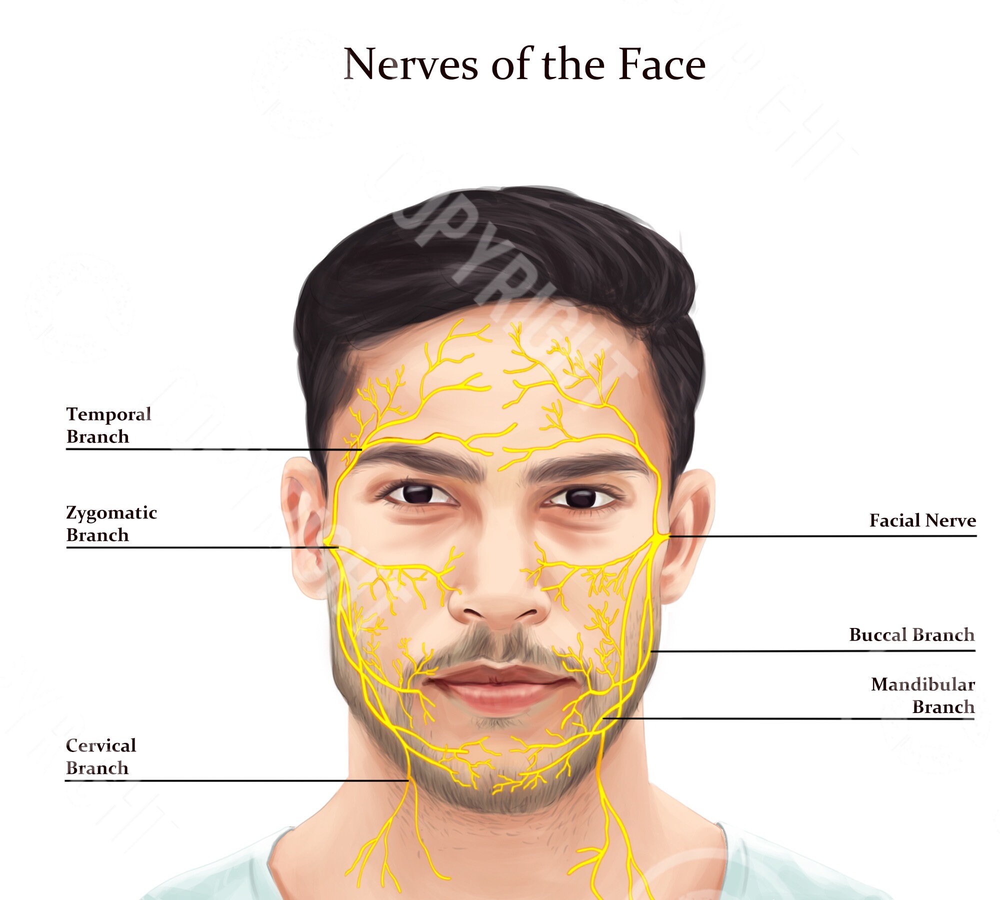 Male Facial Anatomy Bundle | Botox & Filler Injector | Anatomy ...