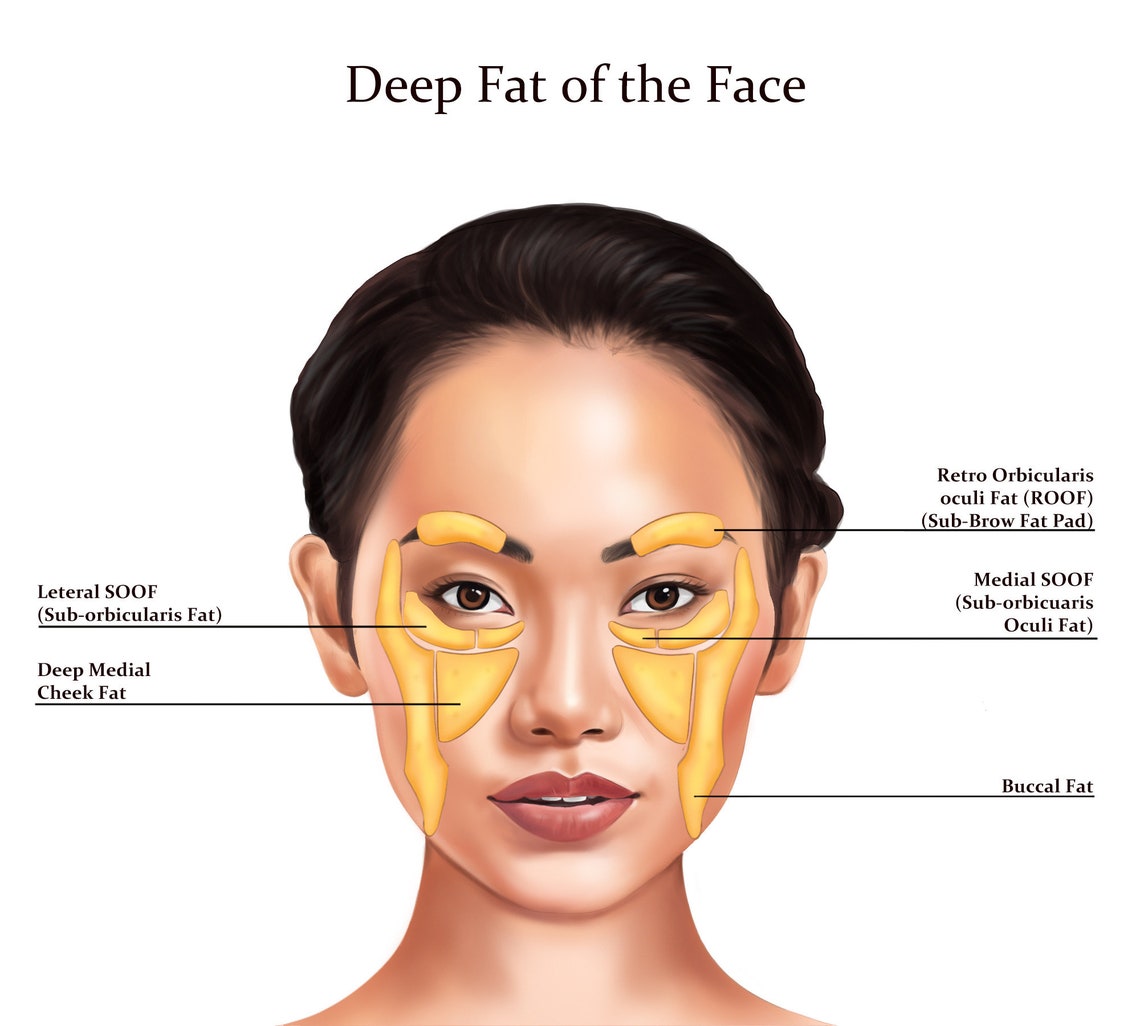 Deep Fat Pads the Face | Botox & Filler Injector | Anatomy | Art ...